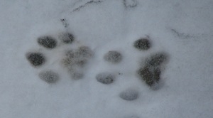 Rekordní počet hlídek vyrazil do Jeseníků mapovat stopy rysa