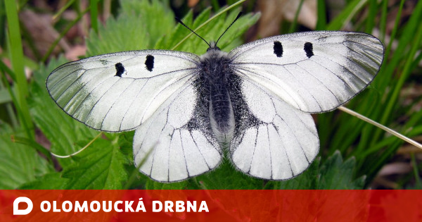 Dolní Žleb u Šternberka si oblíbil chráněný motýl jasoň dymnivkový