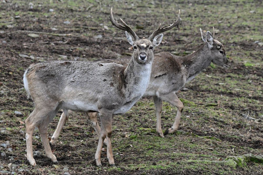 Samice vzácného daňka, který málem vyhynul, rozšířila stádo v olomoucké ...