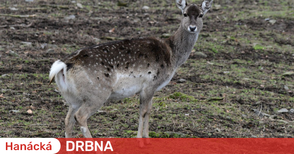Samice vzácného daňka, který málem vyhynul, rozšířila stádo v olomoucké ...