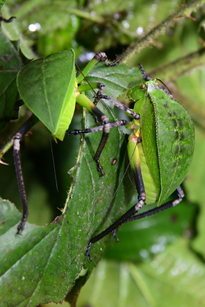 VIDEO: Žáby létavky i obří kobylka. Zoo Olomouc otevřela novou ...