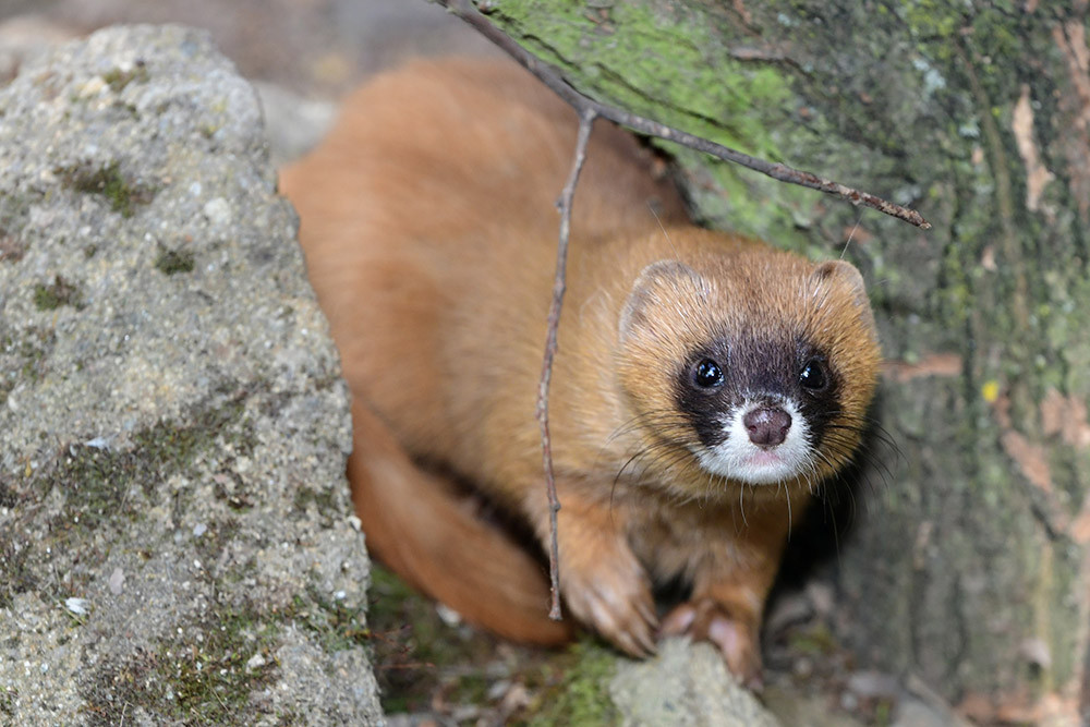 Kolonoci se zabydlují v Zoo Olomouc. Sibiřské lasice se vrátily po ...