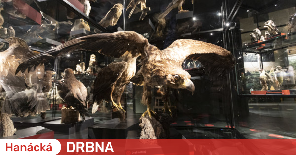 FOTOGALERIE: Jedinečná ptačí říše v Přerově. Po rekonstrukci se otevře ...