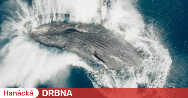 VIDEO: Dokážou velrybí mláďata zlobit své rodiče? To je poslední ...