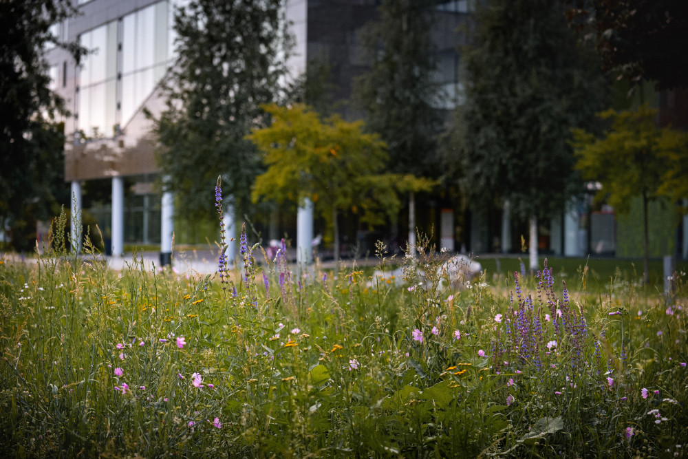 Univerzitní areál na Envelopě zezelená. Vzniknou zde louky s květinami, ráj pro hmyz a opylovače