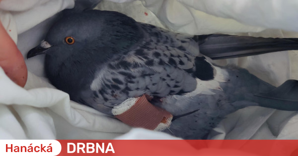 Ochránci upozorňují na nevhodné odchyty a hubení holubů, vyzývají ke ...
