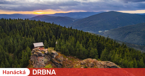 Modříny v Nízkém Jeseníku mají alpské geny. Lesníci by podle vědců měli ...