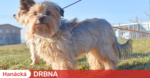 HLEDÁME PÁNÍČKA: Už delší dobu čekají v olomouckém útulku na nový domov ...