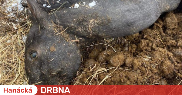 Bitva o týrané koně ze Šumperska. Spolek Hlas zvířat upozorňuje na ...