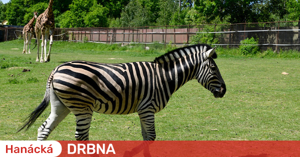 Mise hříbata. Do stáda zeber v Zoo Olomouc přivezli chovatelé zkušeného ...