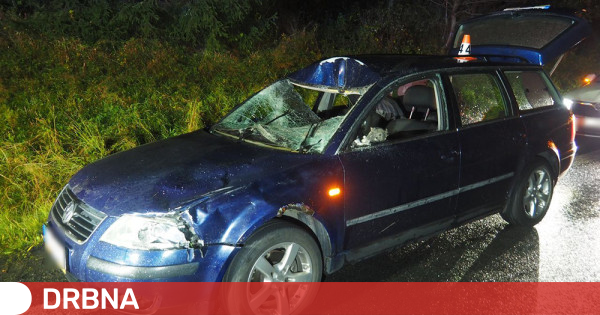 Dvojitý střet s lesní zvěří. Laň na Šumpersku srazili řidiči v obou směrech