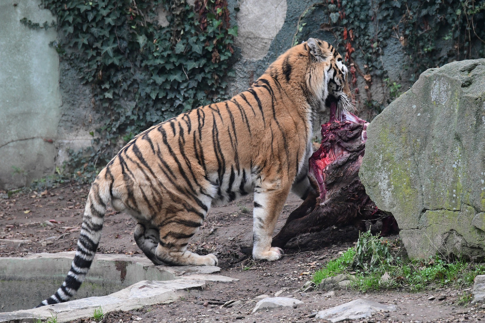 Jako kořist v přírodě. Kozorožce v Zoo Olomouc spořádali tygři ussurijští