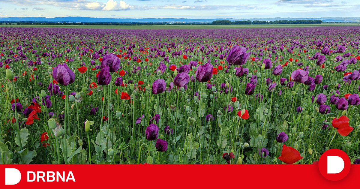 Fialová záplava na Hané. Lidé obdivují pole s krásně kvetoucím mákem