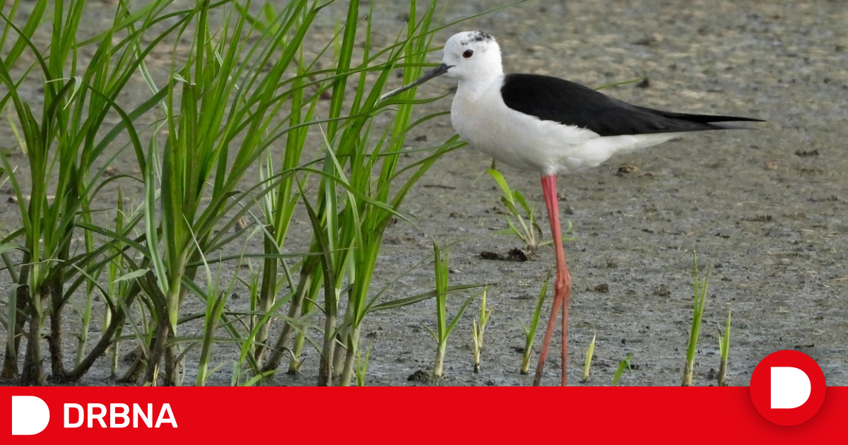 Vzácné pisily zahnízdily na Prostějovsku, mají dlouhé červené nohy