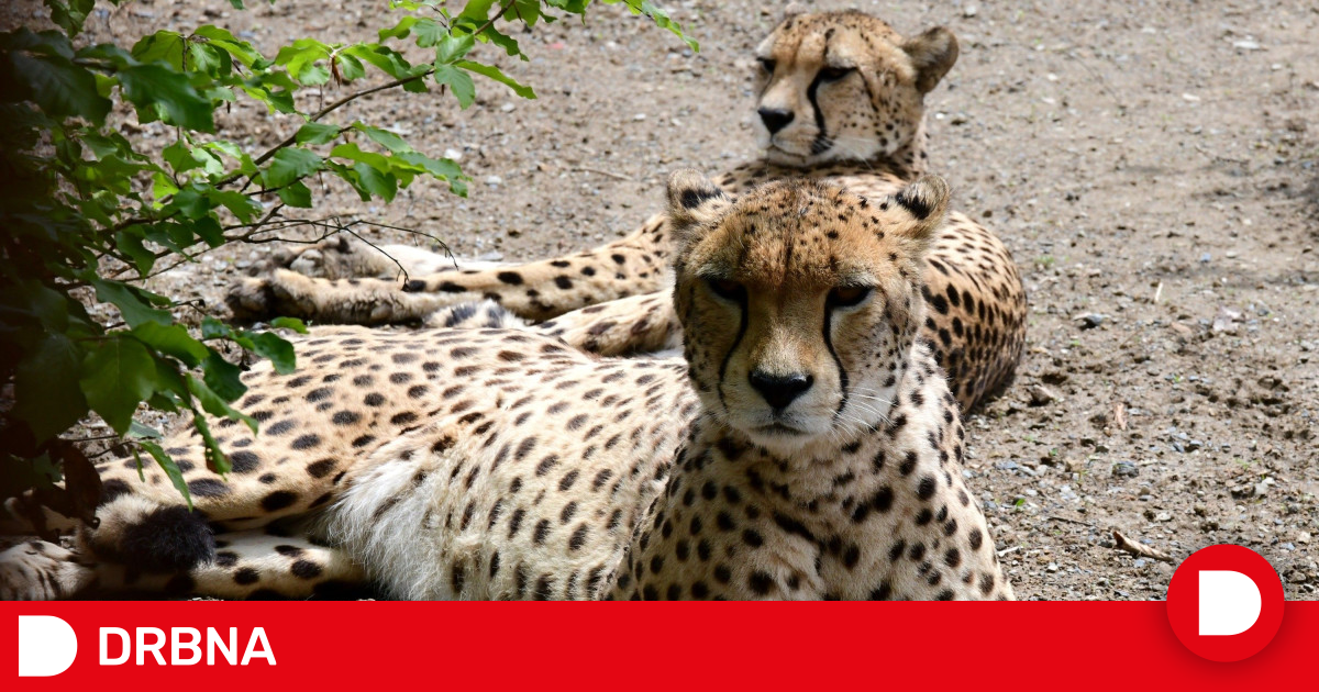 Samec geparda se už v olomoucké zoo těší na dvě samice. Přicestovaly z ...