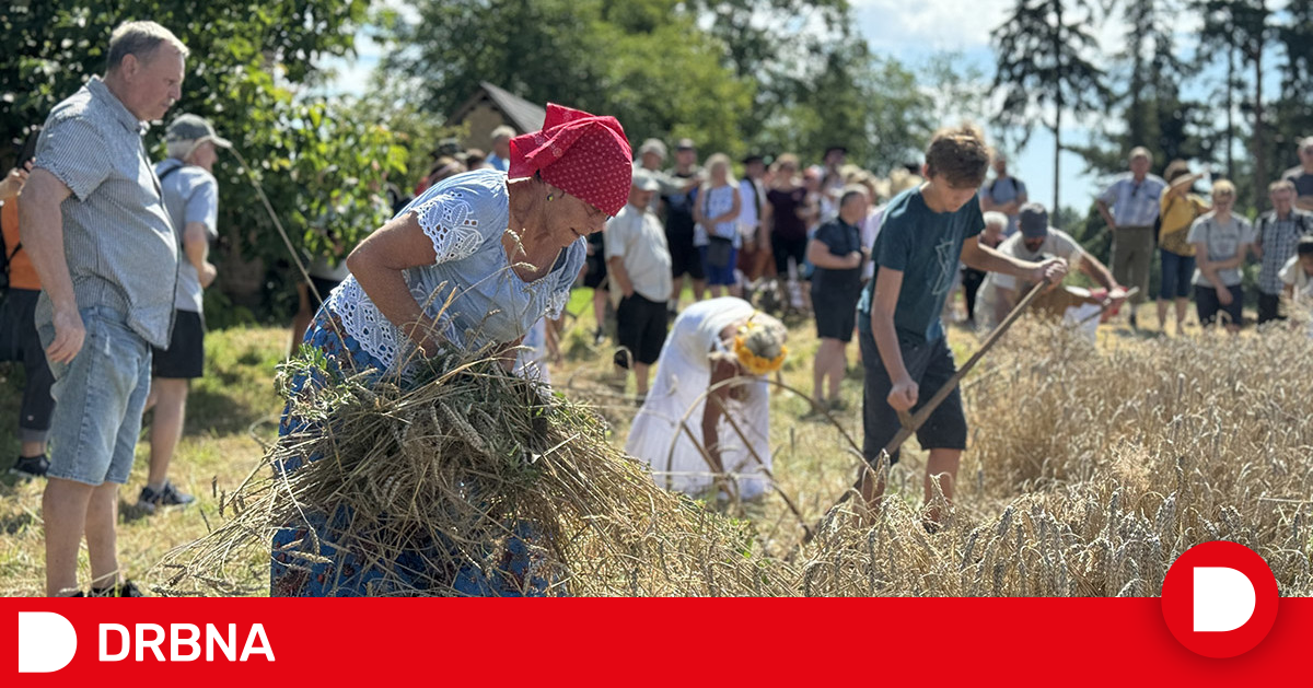 TIP NA VÍKEND: Sklizeň jako za starých časů. Tradiční žně na Hané ...