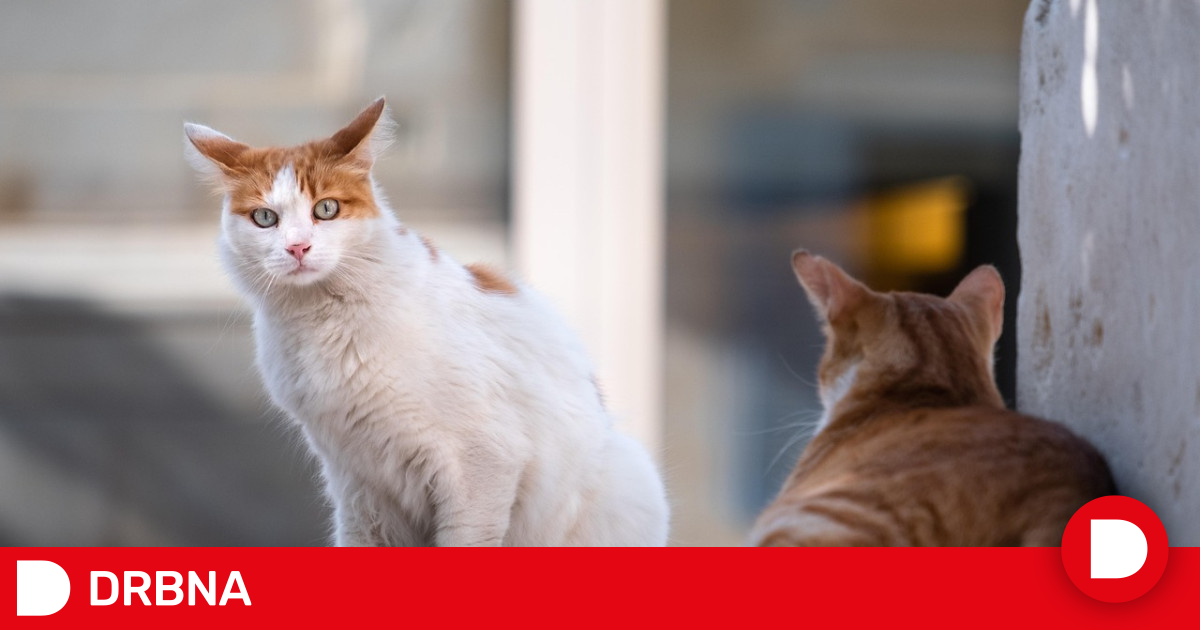 Olomoucká radnice bojuje s toulavými kočkami. Přispívá na kastraci