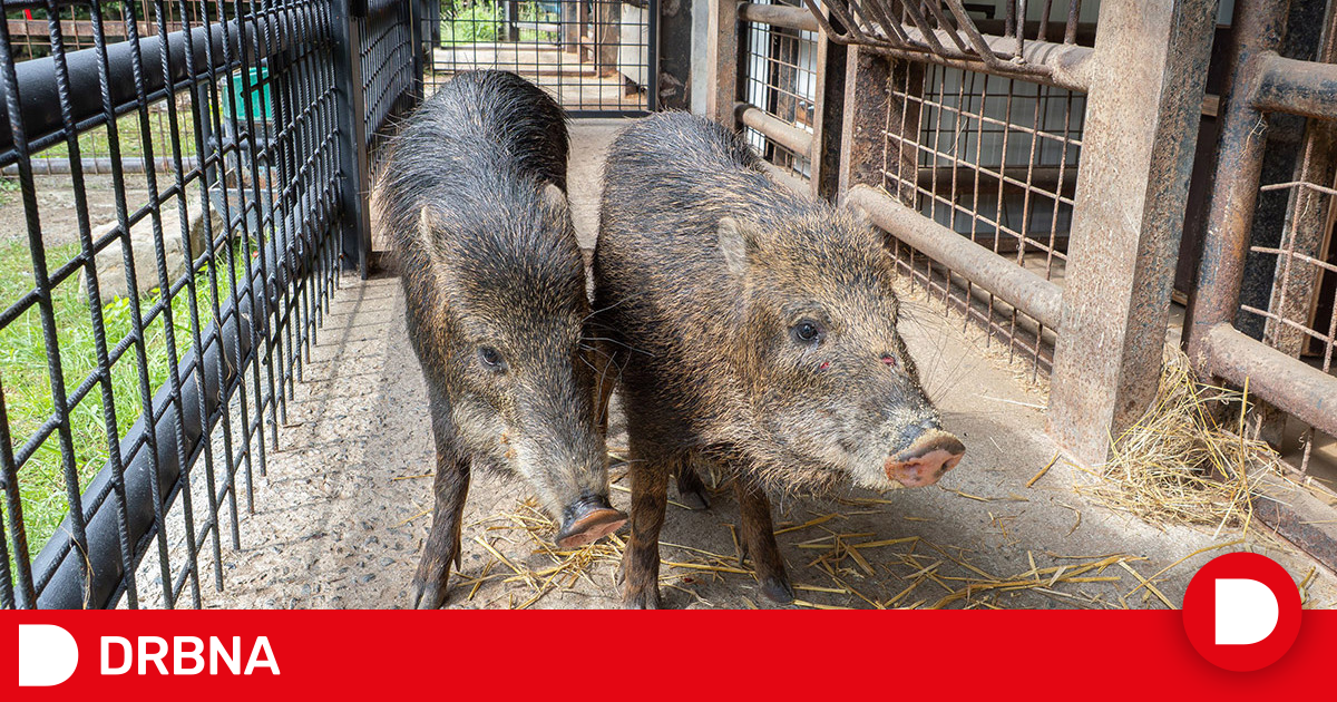 Pekari bělobradý na Svatém Kopečku. Zoo Olomouc chová nový vzácný druh