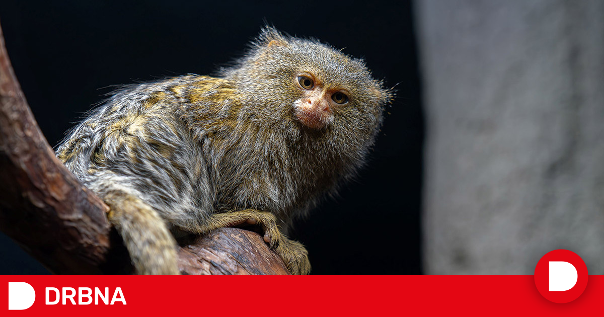 Nejmenší opice světa na Svatém Kopečku: Zoo Olomouc získala pár kosmanů ...