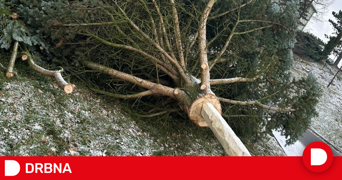 Zbláznili jste se, celé Tršice se děsily nebezpečného vánočního stromu ...