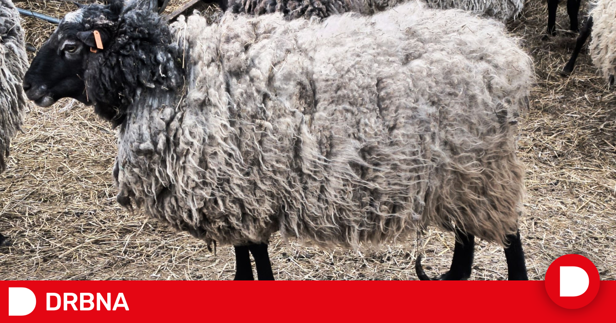 Rozkládající se mrtvá jehňata, desítky trpících ovcí. Inspektory ...