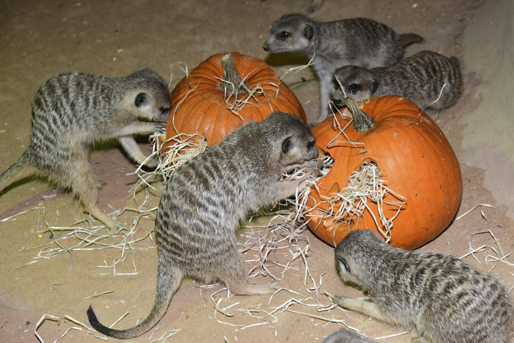 FOTOGALERIE: Strašidelnou Zoo si na Svatém Kopečku užily tisíce lidí ...